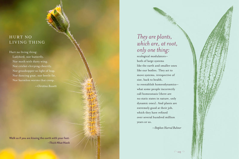 The Generosity Of Plants – Mountain Hollow